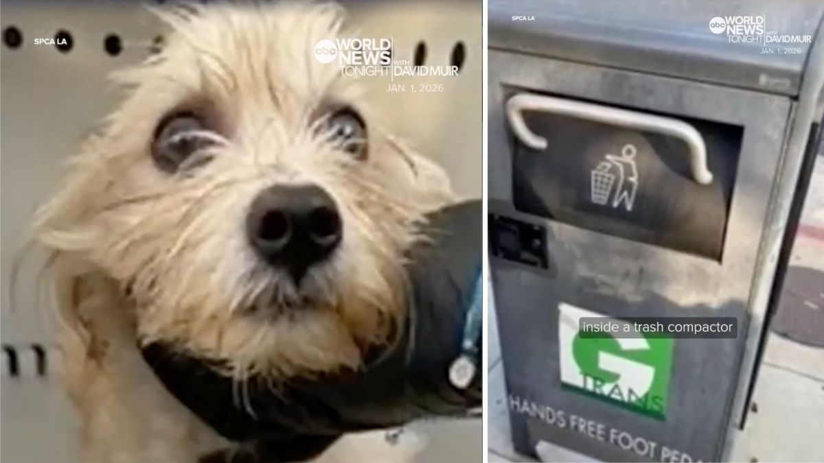 Tiny Whimpers From a Trash Compactor Led to a Christmas Miracle No One ...