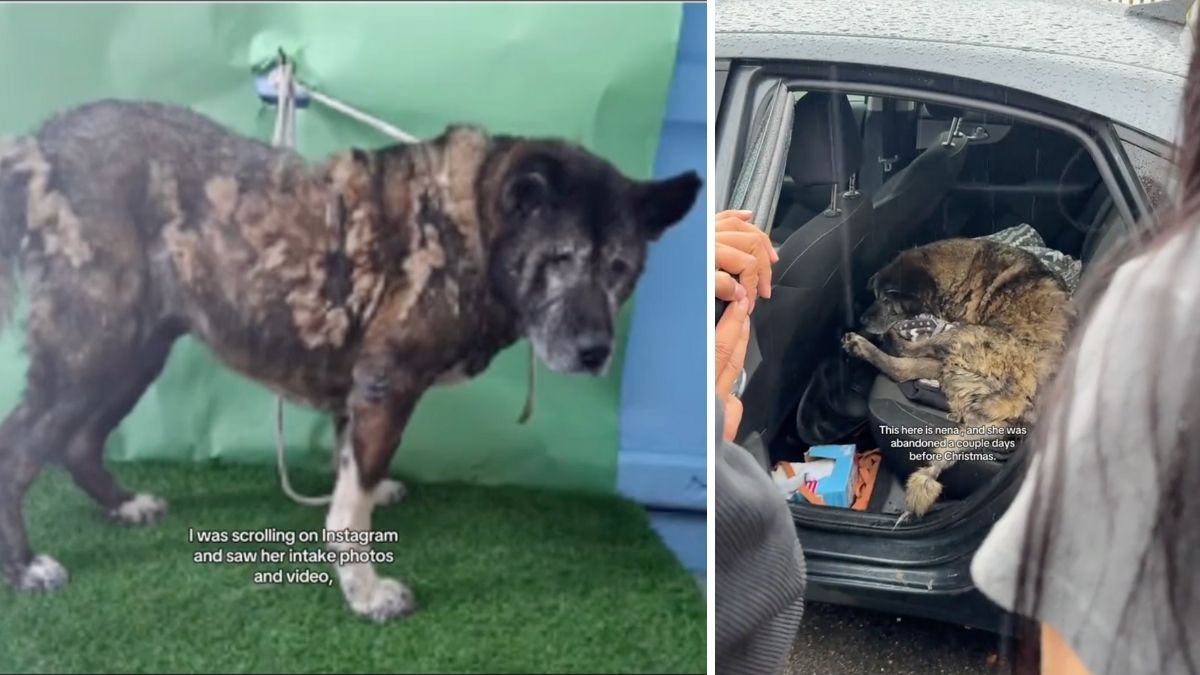 Dumped Because She’s Dying: Hospice Dog Abandoned At the Shelter Right ...