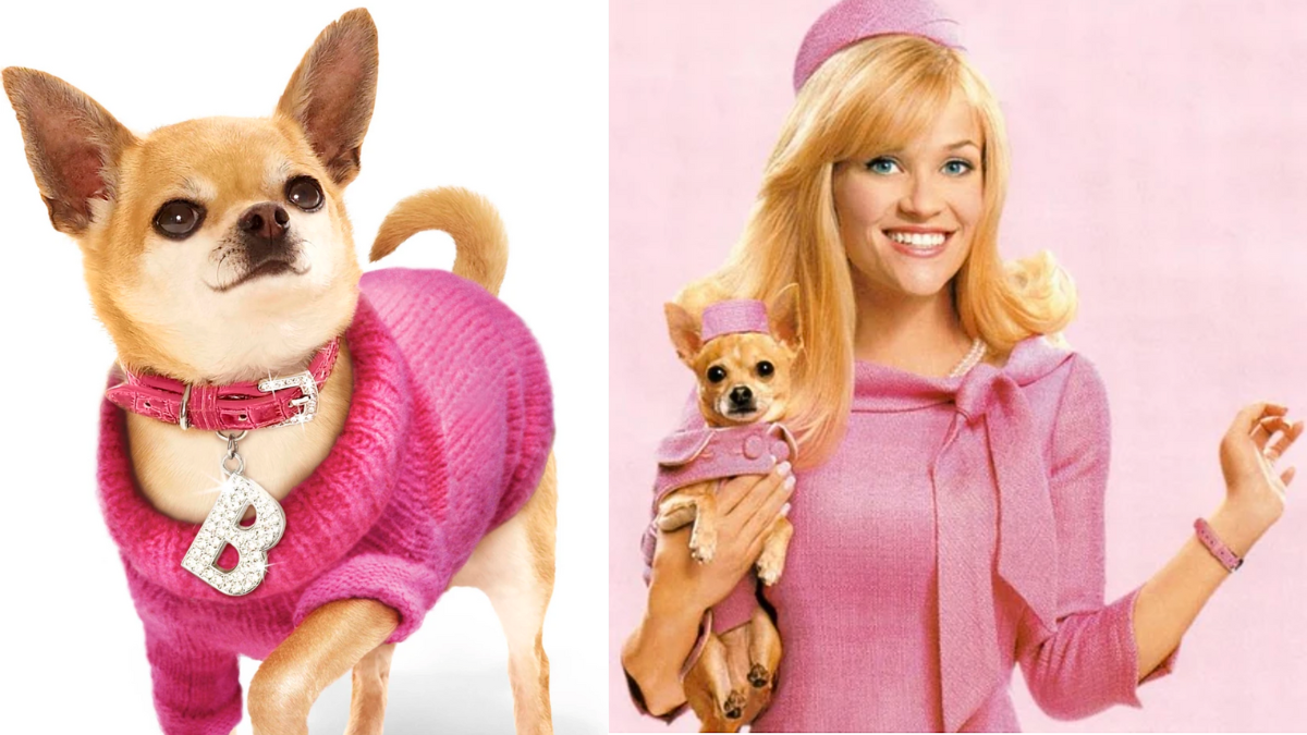 The Real-Life Family Bond Behind Bruiser the Chihuahua in Legally ...