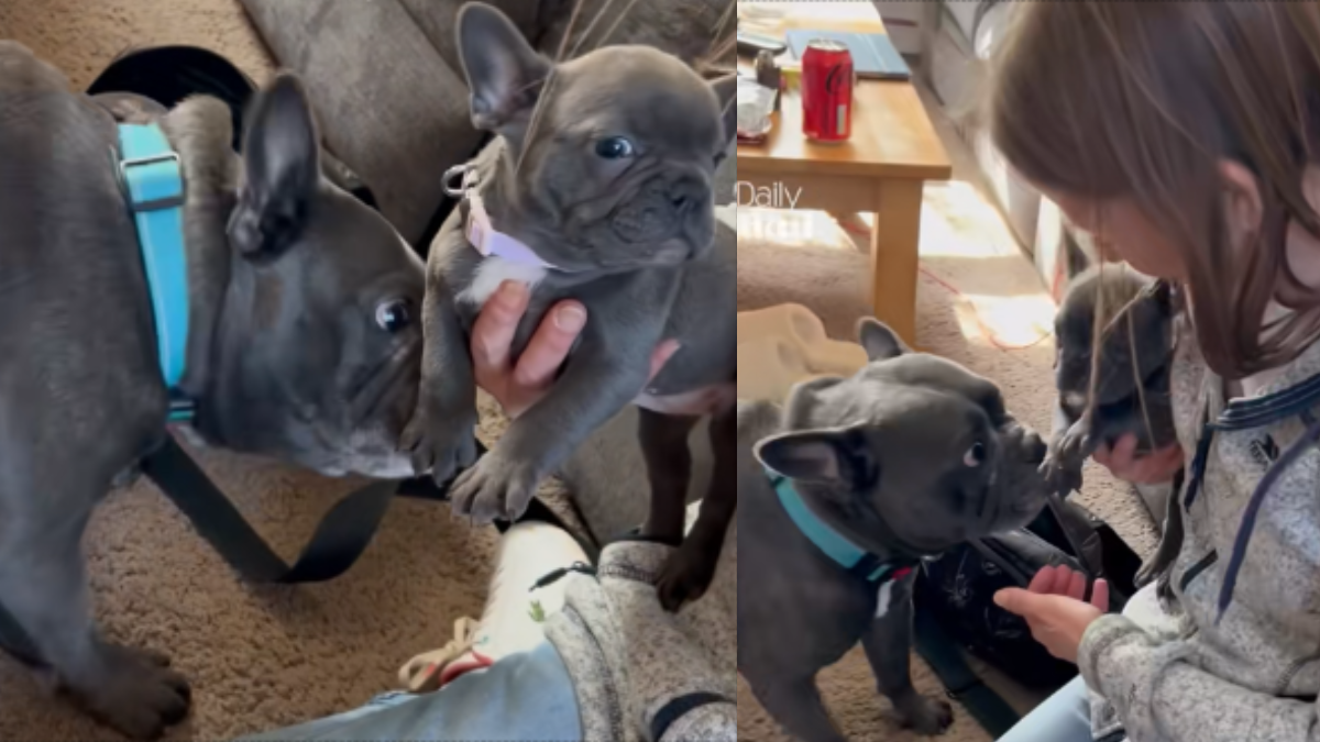 French Bulldog’s Reaction to Meeting His Newborn Puppy Is The Sweetest ...