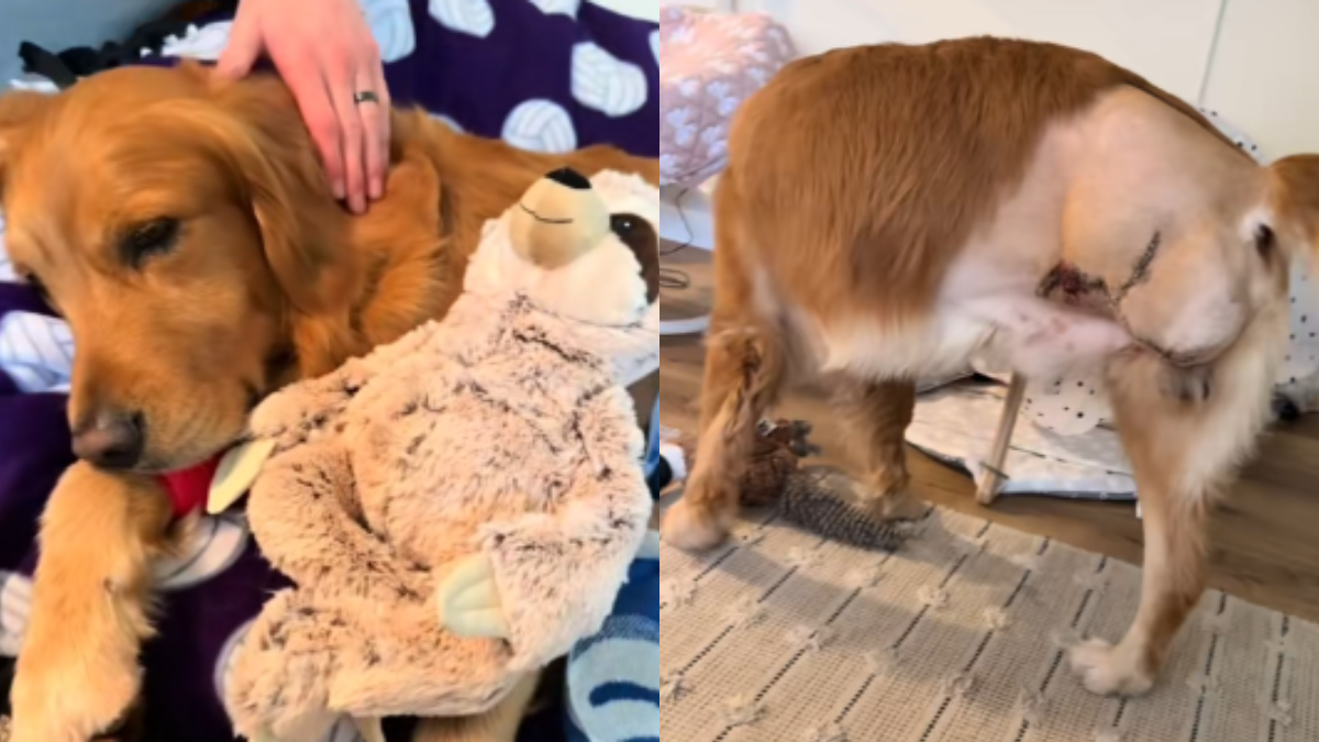 This Golden Retriever Lost His Leg to Cancer, Then Did Something No One ...
