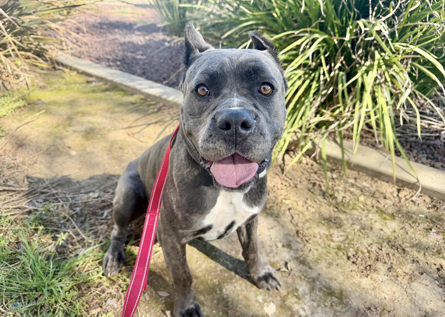 Arielle the Cane Corso Was Adopted…Then Returned After Just One Day ...
