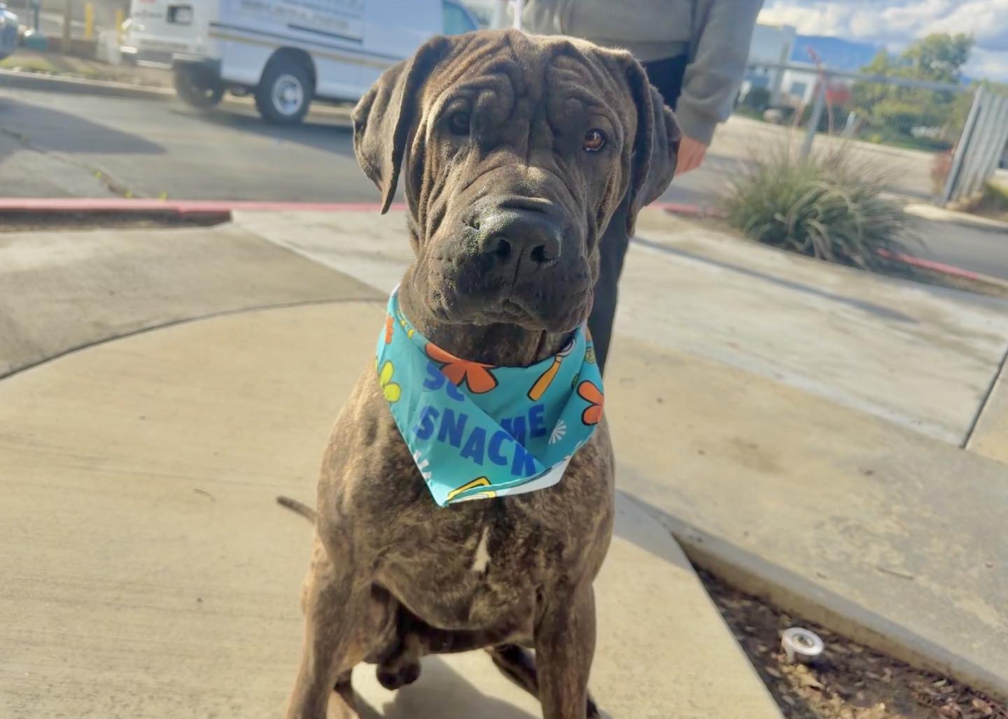 Rockstar Axl Cane Corso/Shar-Pei Stray Ready to Shine in His Forever ...