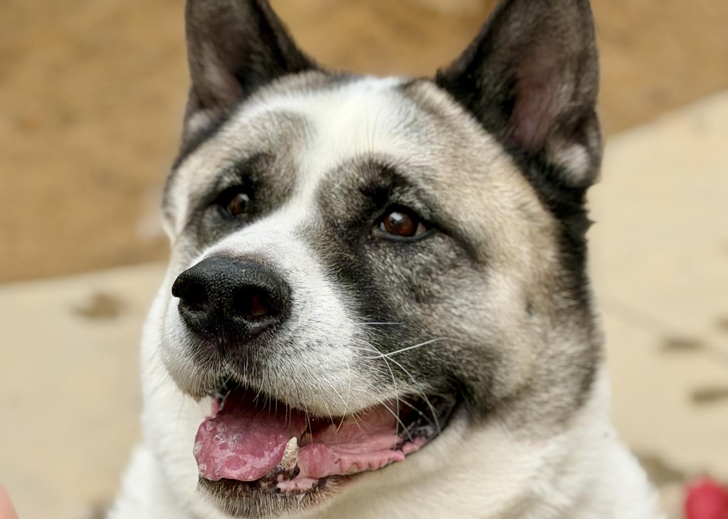 Bentley, An Akita Mix is a Senior Sweetheart Looking for His Forever ...
