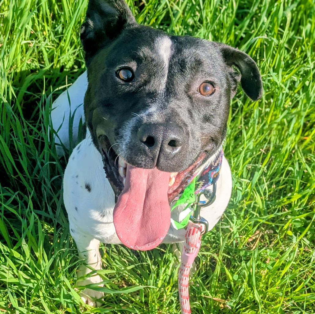 Bullseye the Lab/Pit Bull Mix Is a Playful Sweetheart Ready for His ...
