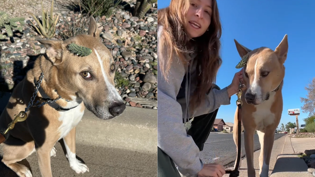This Dog’s Walk Took a Sharp Turn When a Cactus Got Stuck to his Head ...