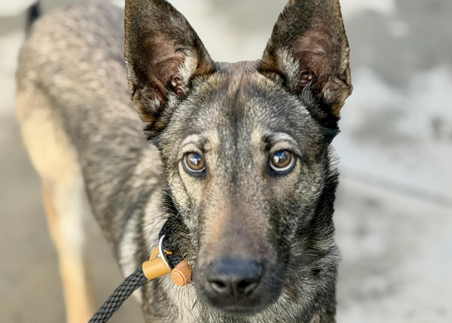 Duke the Shepherd/Terrier Mix Puppy Is Ready to Steal Your Heart ...