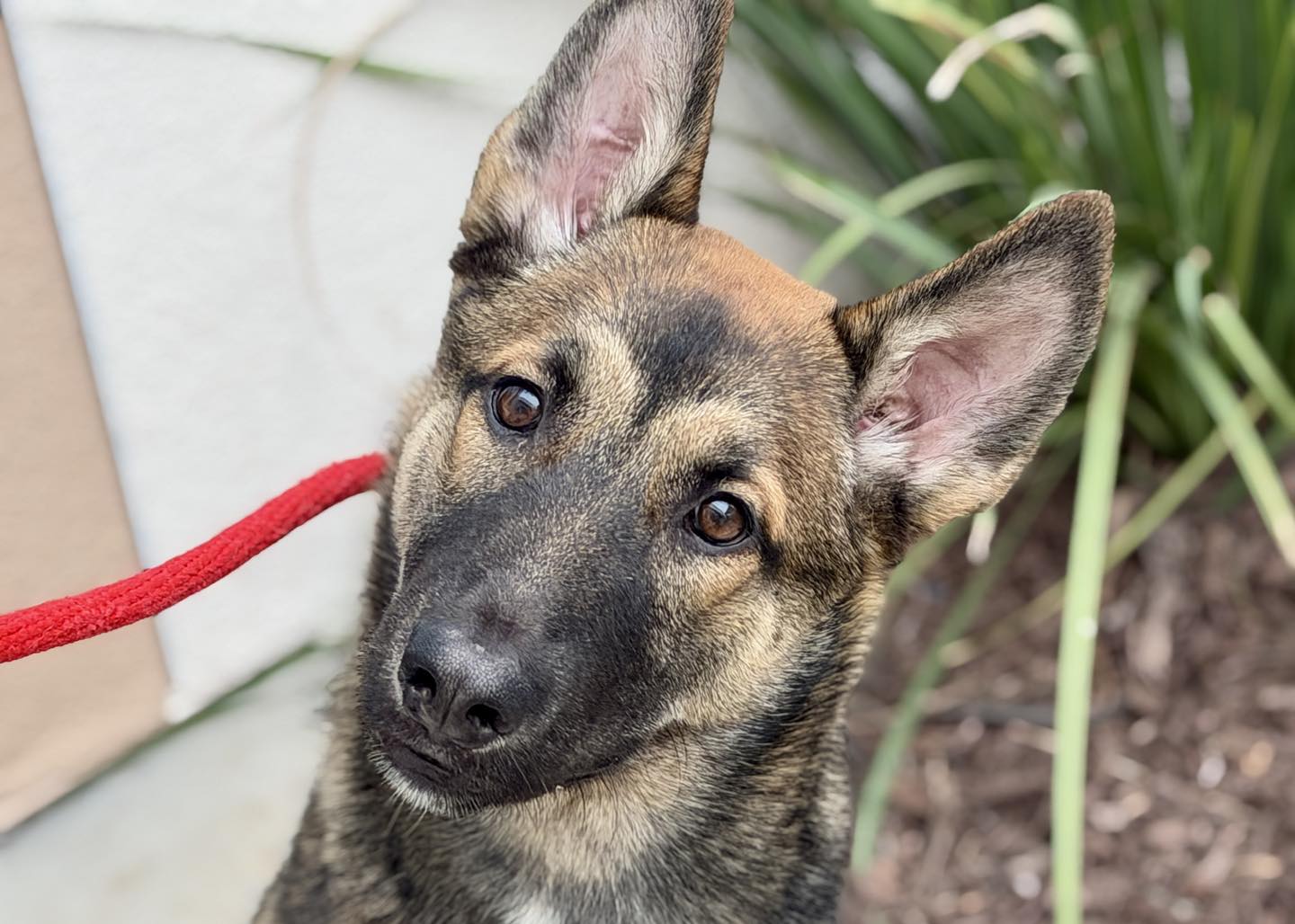 Flash the Shepherd Mix Is All Puppy—and Ready for His Forever Family ...