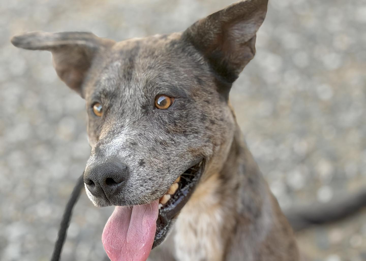 Jared Australian Shepherd Mix Shelter Pup Ready for a Fresh Start—Come ...