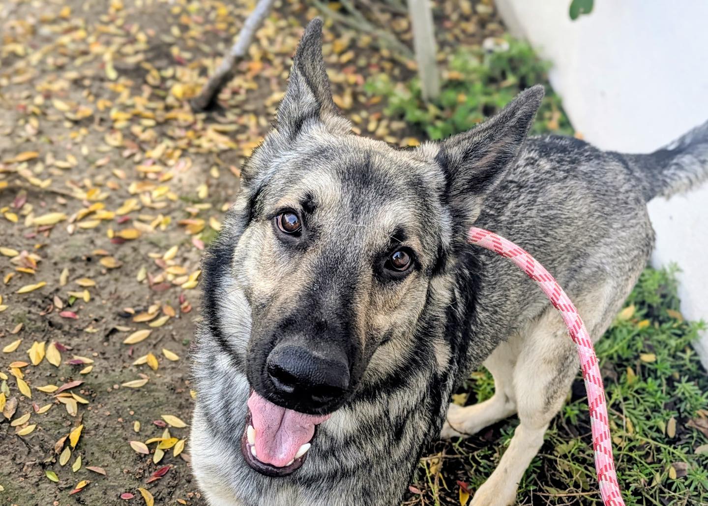 Jumanji, Sweet German Shepherd Ready to Find His Forever Family—Could ...