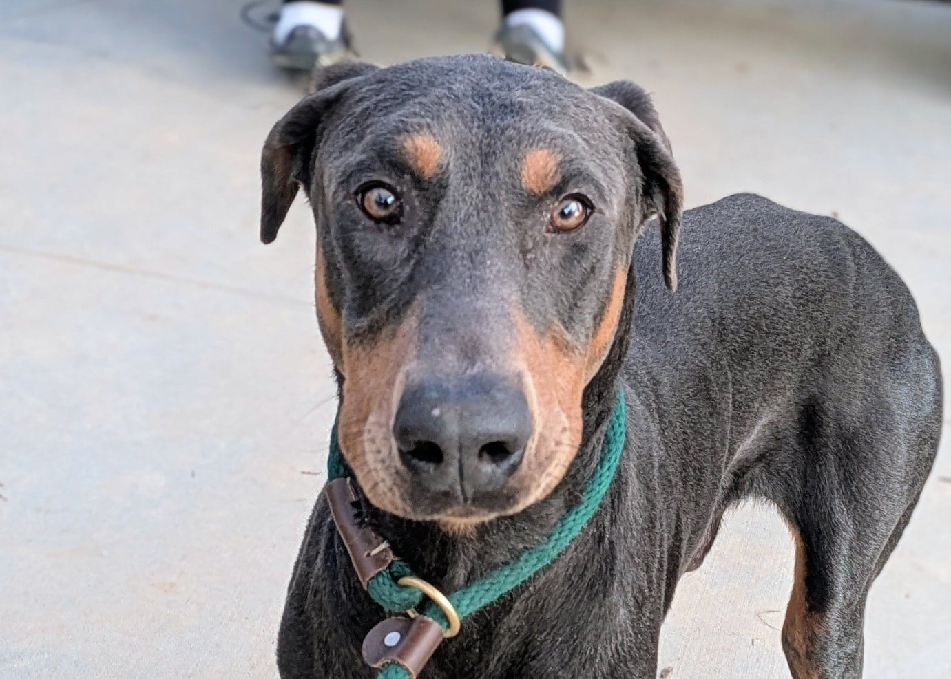 Kaleb the Doberman Mix Was Once a Timid Stray—Could You Be the One to ...