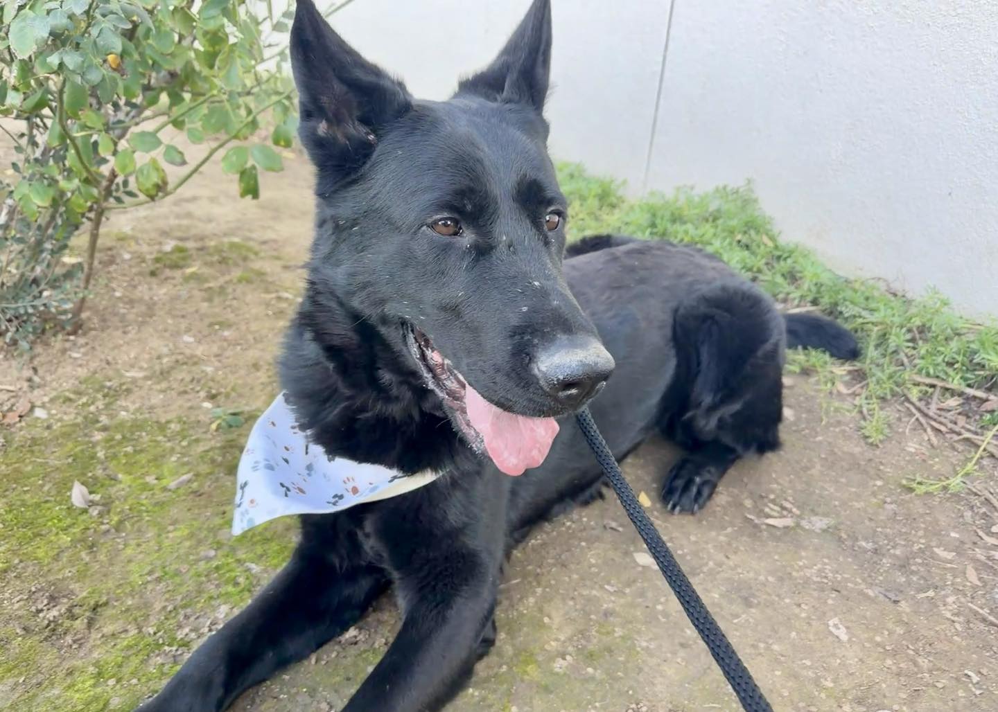 Luna German Shepherd Owner Surrender Ready to Go Home—Come Meet Her ...