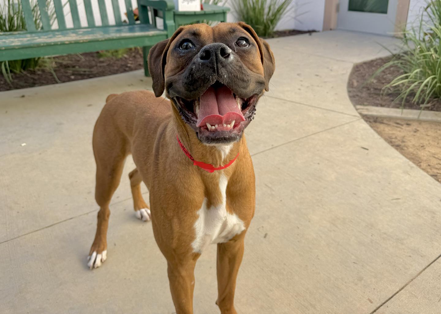 Moxie the Boxer Is a Playful Sweetheart Ready to Steal Your Heart ...