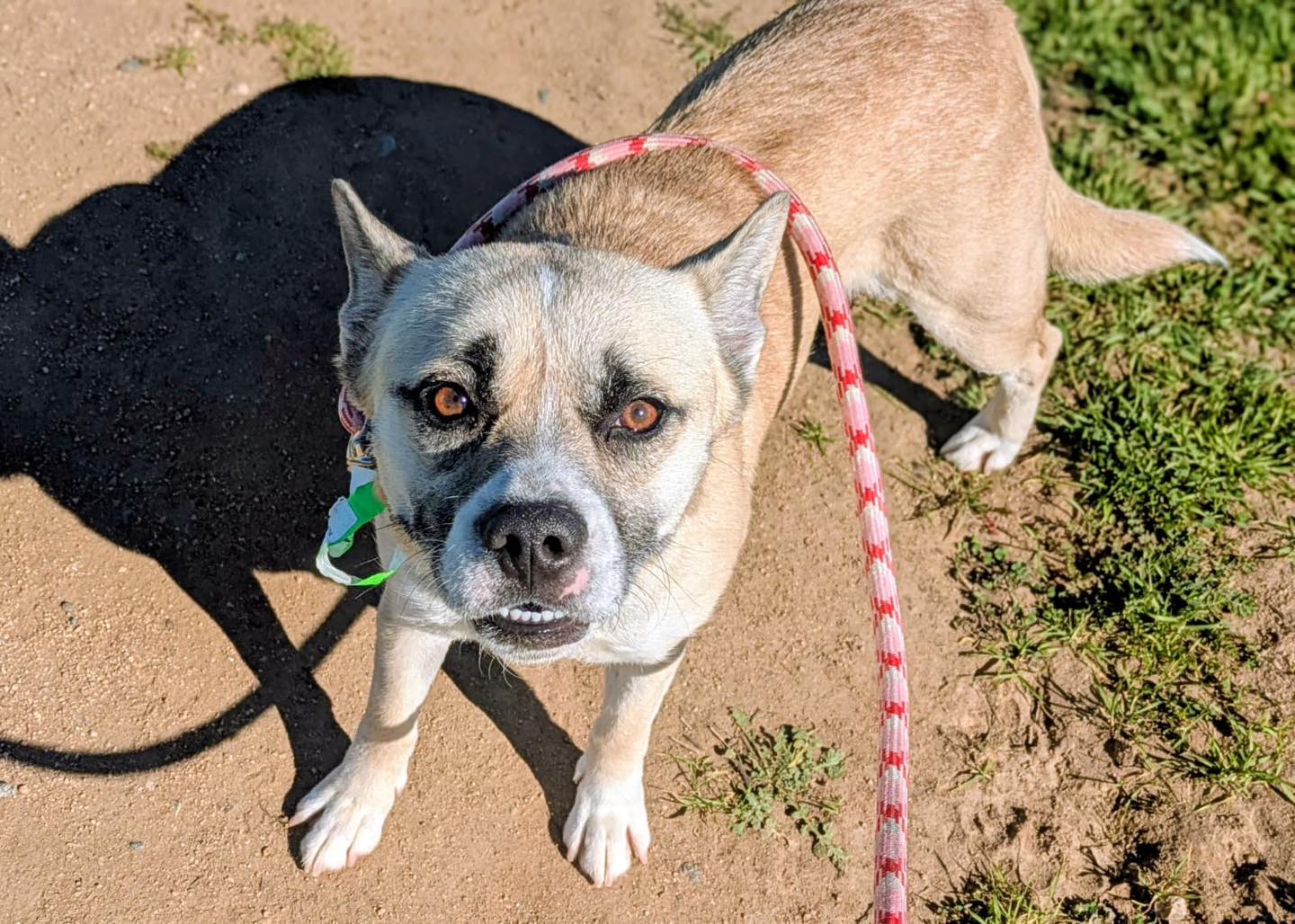Nugget the French Bulldog Mix Is a Sweet, Gentle Girl Ready for Her ...