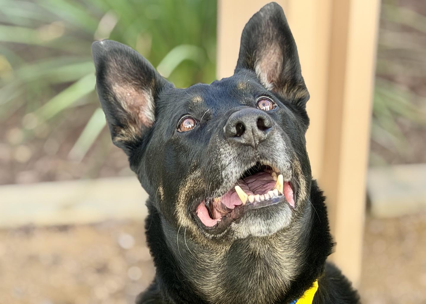 Ozark the Rottweiler/German Shepherd Mix Is a Gentle Giant Looking for ...