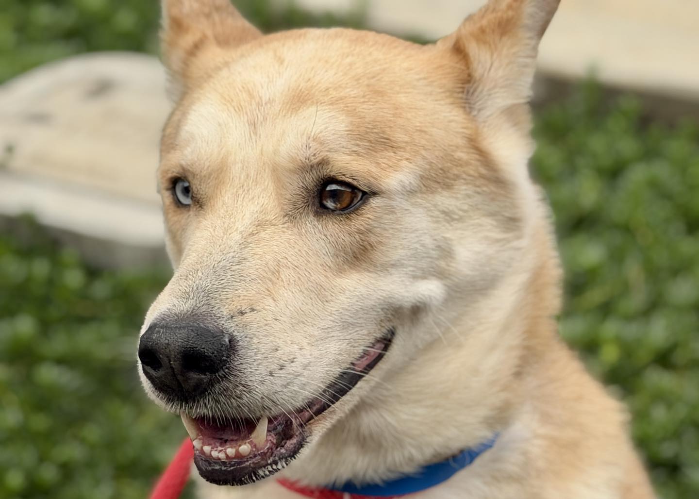 River, Handsome Husky Mix Ready to Bring Playful Energy to Your Home ...