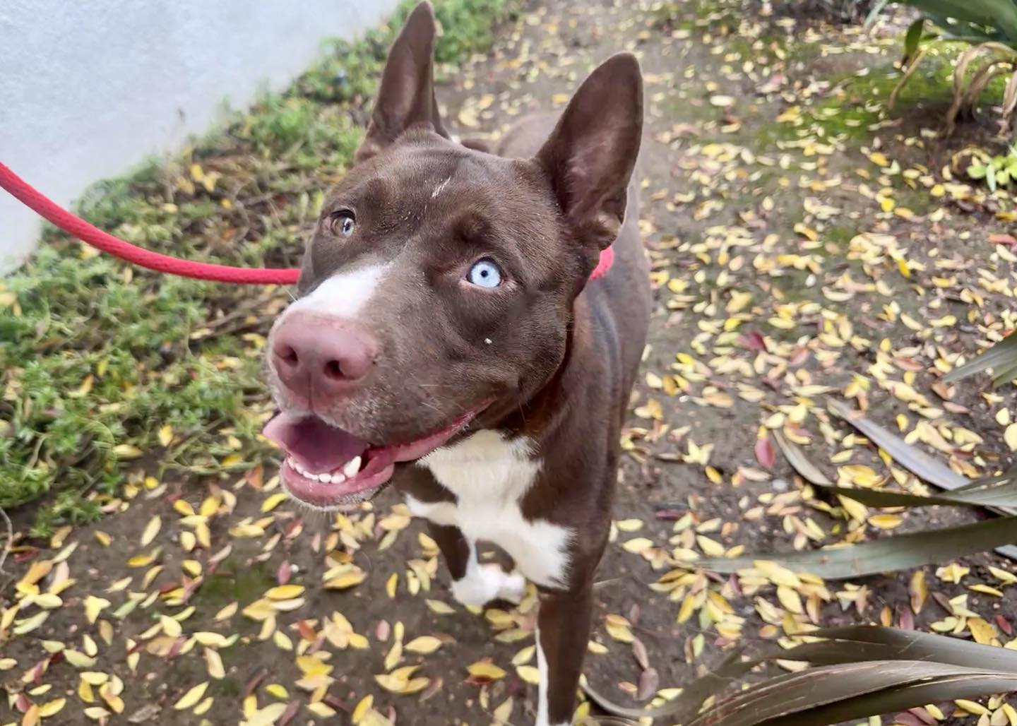 Roxy the Pit Bull Mix, Sweet and Playful Young Lady Looking for a ...