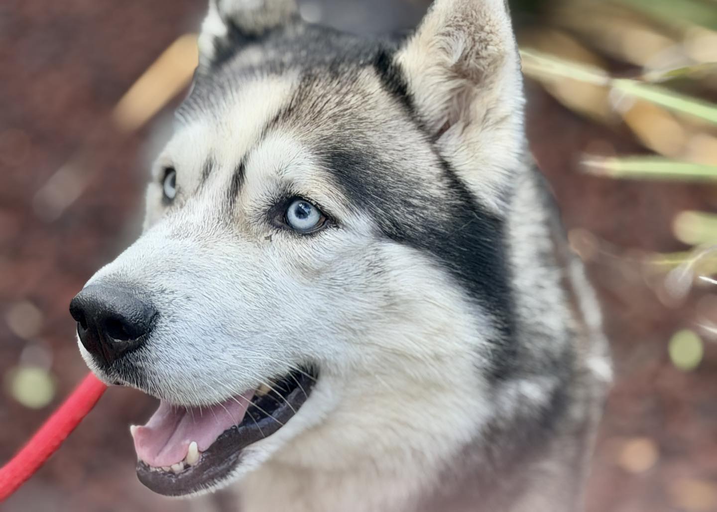 Theo, The Happy Husky Mix—Could You Be His Forever Family? - Rocky Kanaka