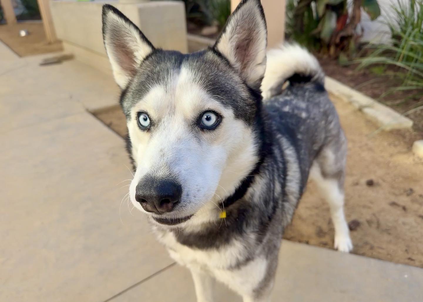 Willow Husky Stray Pup Ready to Bring Joy and Fun to Her Forever Home ...
