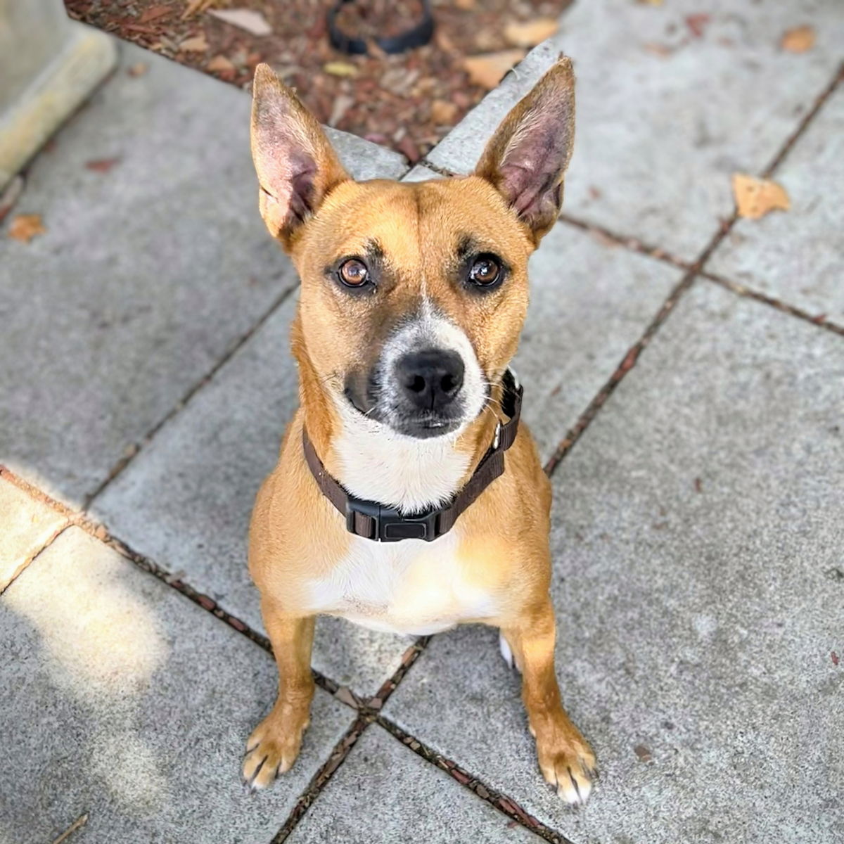 Raya, a Pittie Mix, Seeks an Experienced Forever Home—Could She Be ...