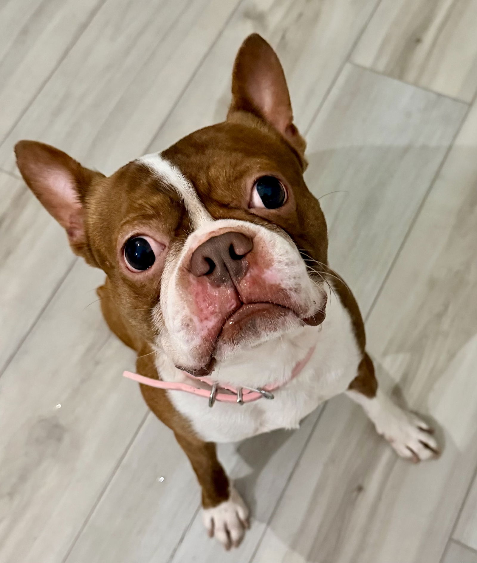 Meet Milo: Your Energetic Boston Terrier Sidekick Ready for Adventure ...