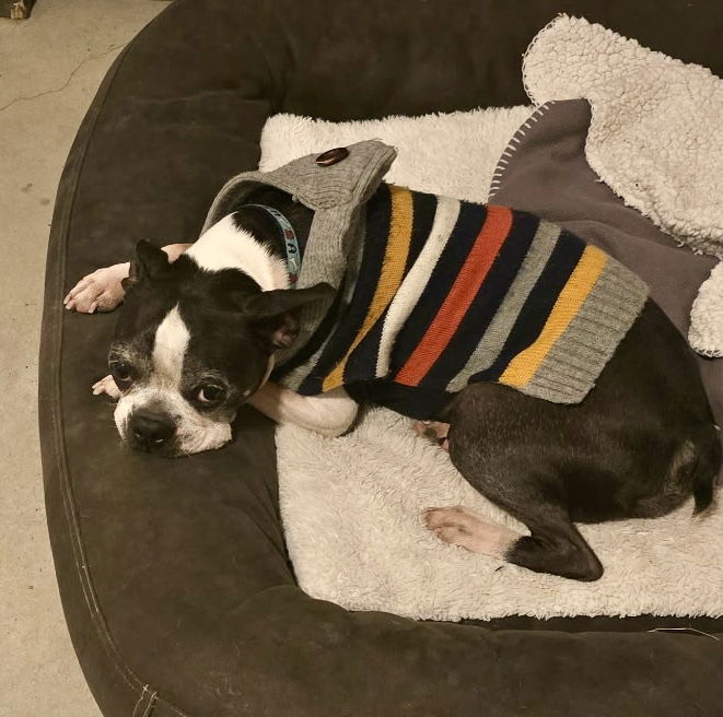 Meet Bobby McGee, the Senior Boston Terrier Extraordinaire — Pep in His ...