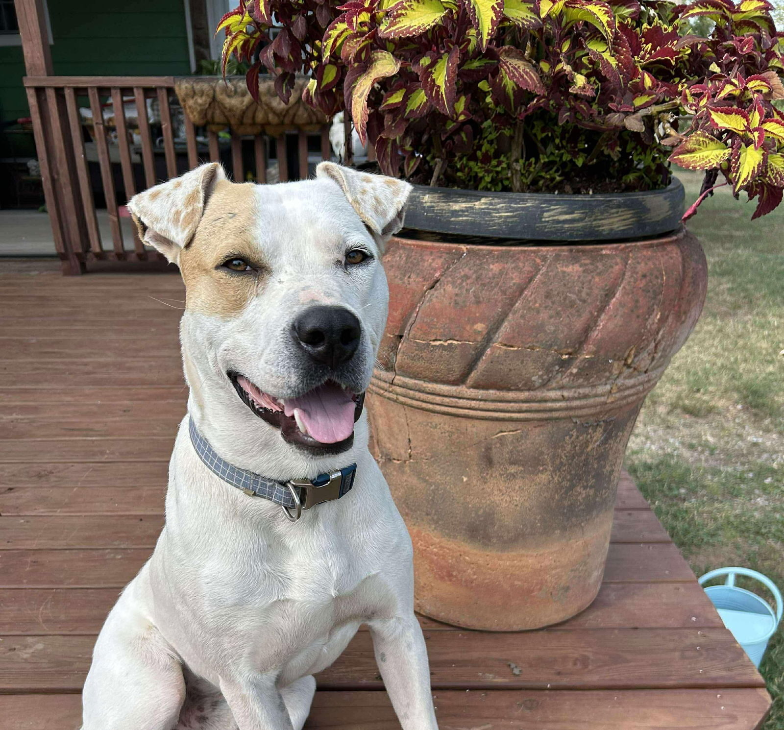 Ben, Mixed Breed — 1-Year-Old Playful Pup Ready to Bring Joy to a ...