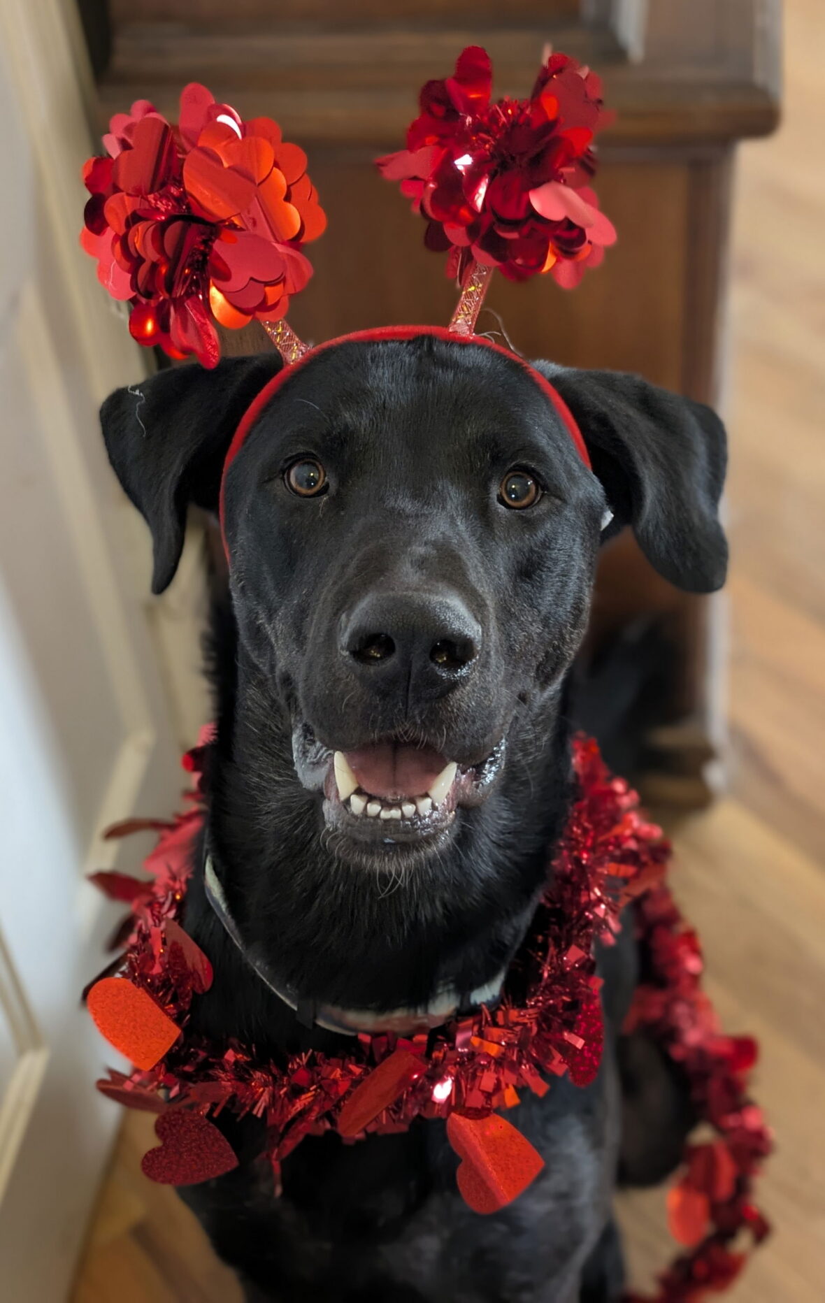Skidder, a Goofy Lab Mix Who Loves Everyone He Meets, Is Ready for His ...