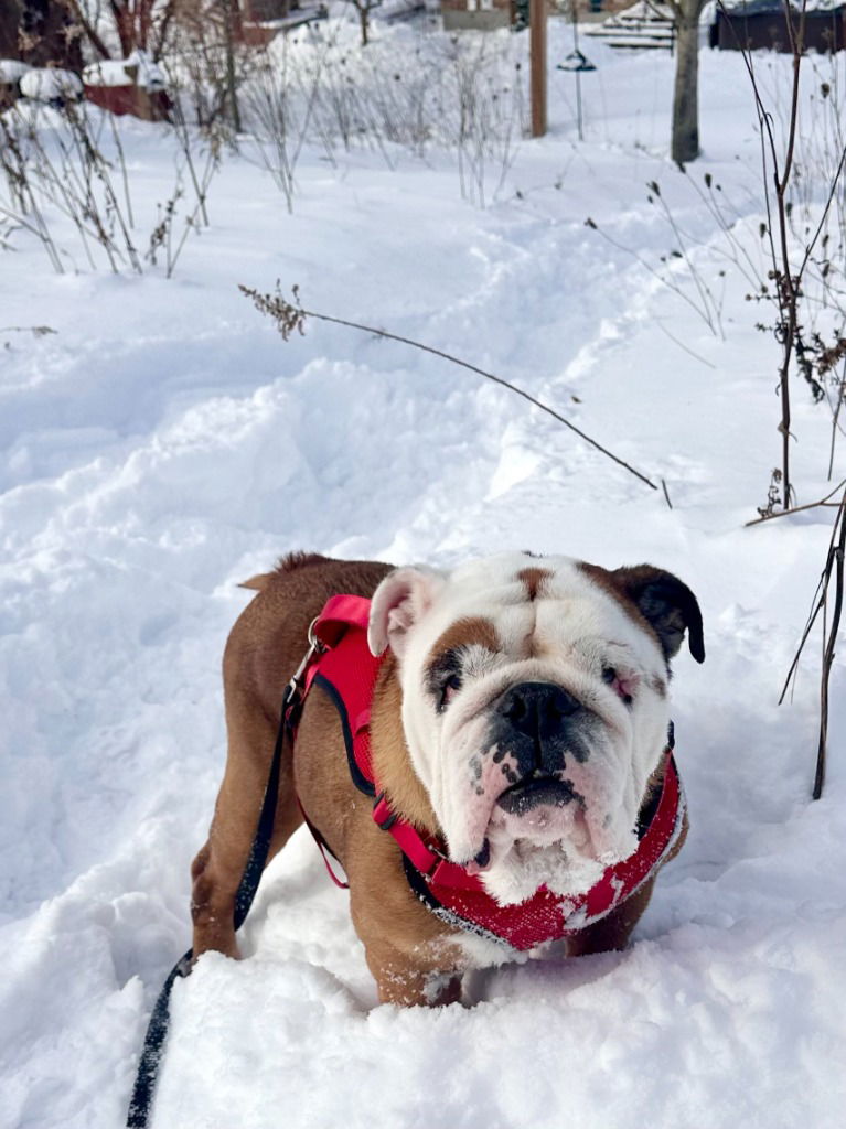 This Squishy Bulldog Battled Painful Allergies—Now Bailey Is Ready to ...