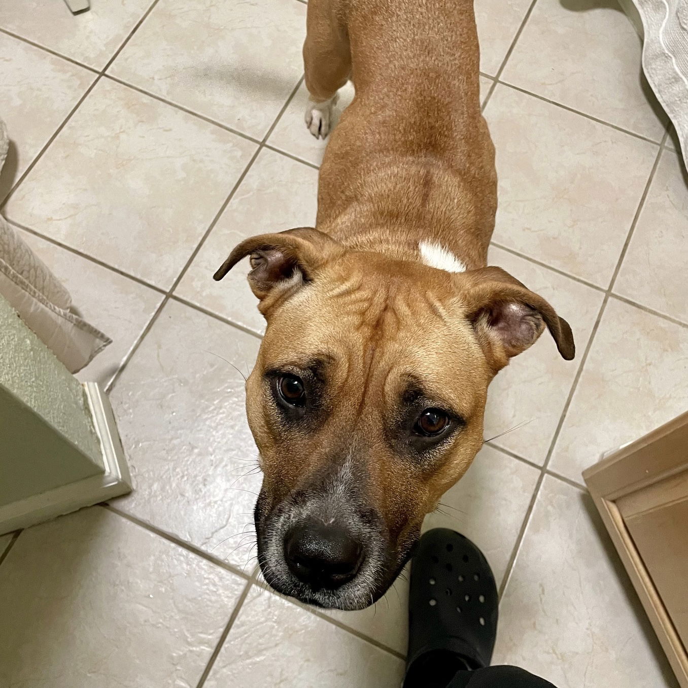 Eartha the Pittie Mix Is Calm, Sweet, and Ready for Her Forever Home ...