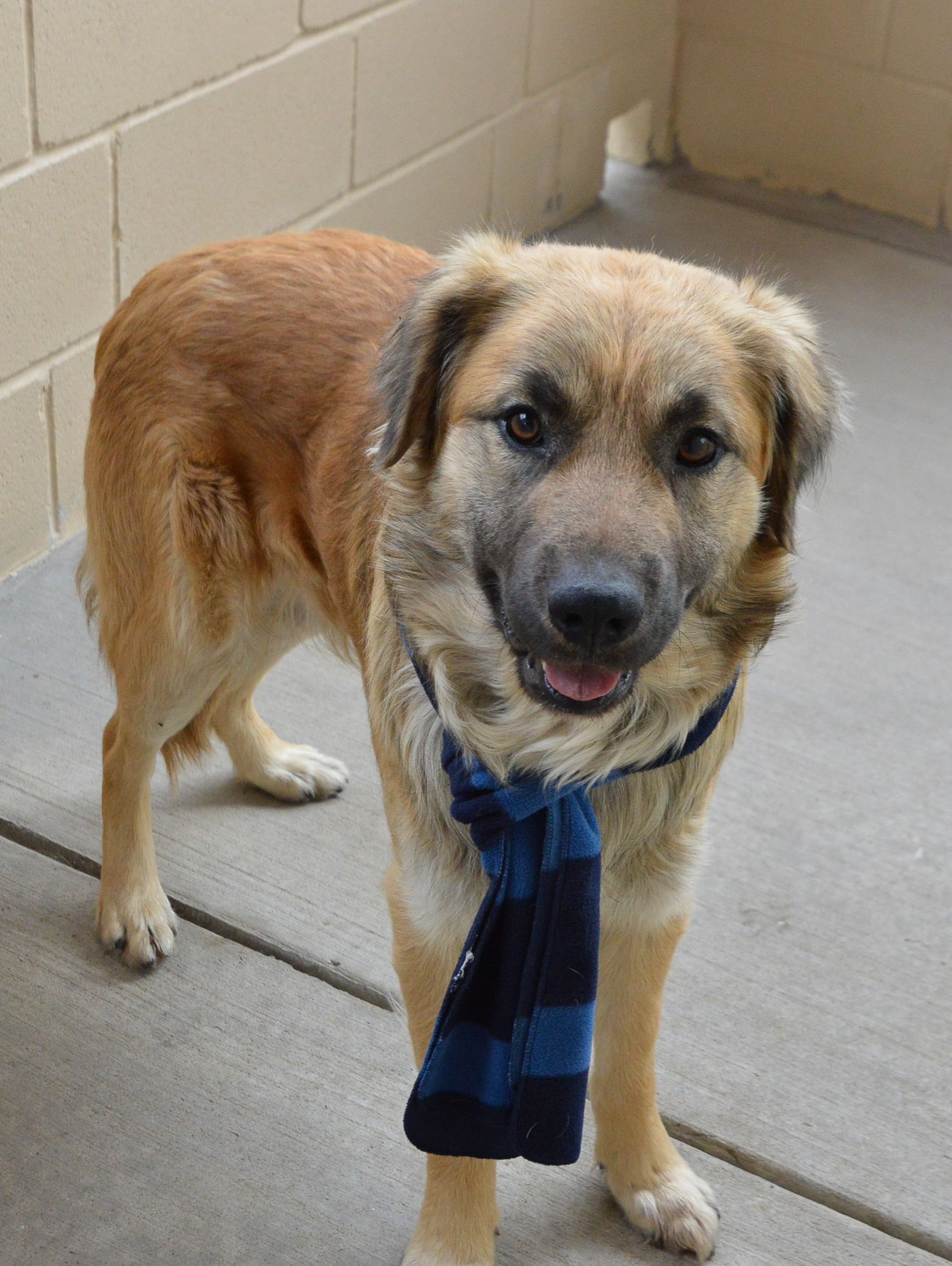 Finnegan, the Sweet Shepherd Mix Waiting to Melt Your Heart - Rocky Kanaka