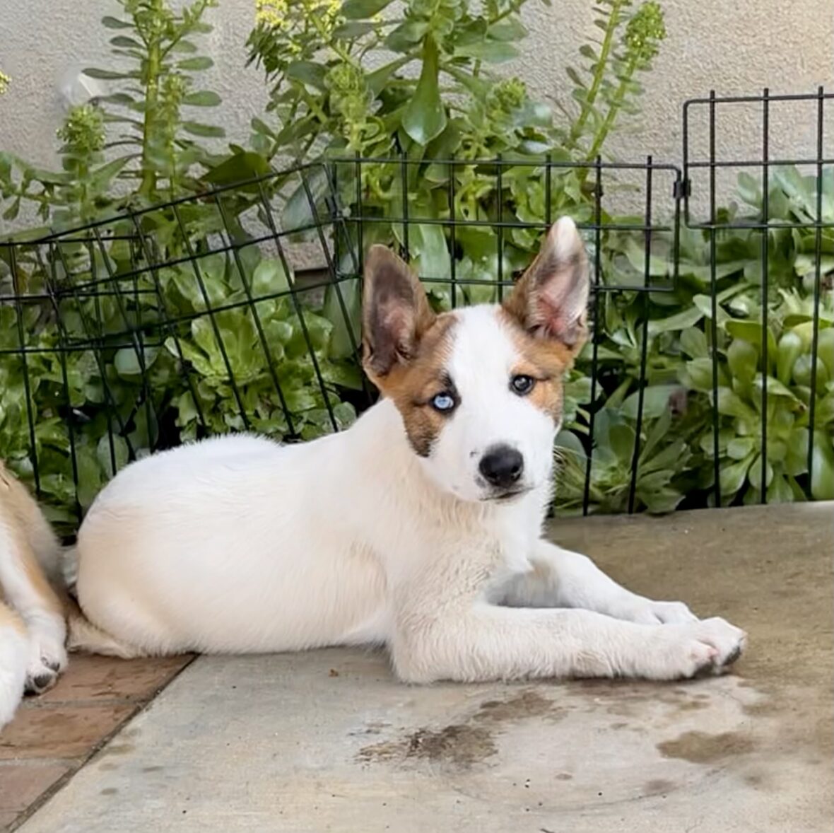 Duncan, Australian Shepherd / Border Collie Mix · Adorable Puppy Ready ...