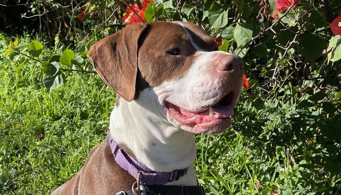 Gimli, a Pit/Pointer Mix, Has Spent Over 3 Years in a Shelter—Can You ...
