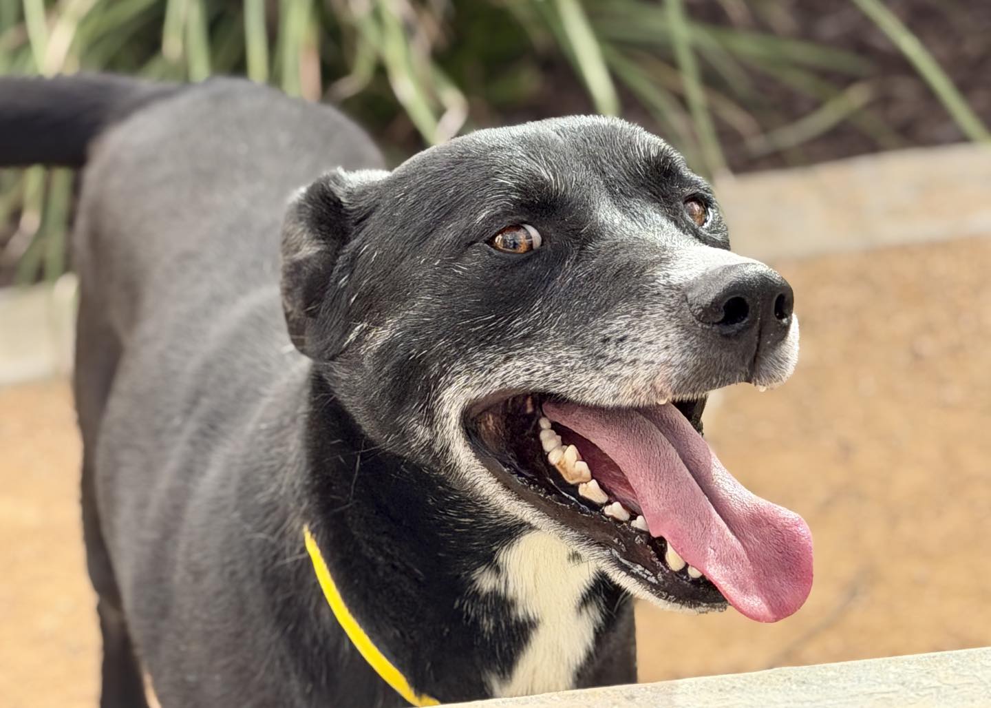This Tuxedo-Coated Lab Mix Came in as a Stray—Now Chkies Is Ready to Be ...