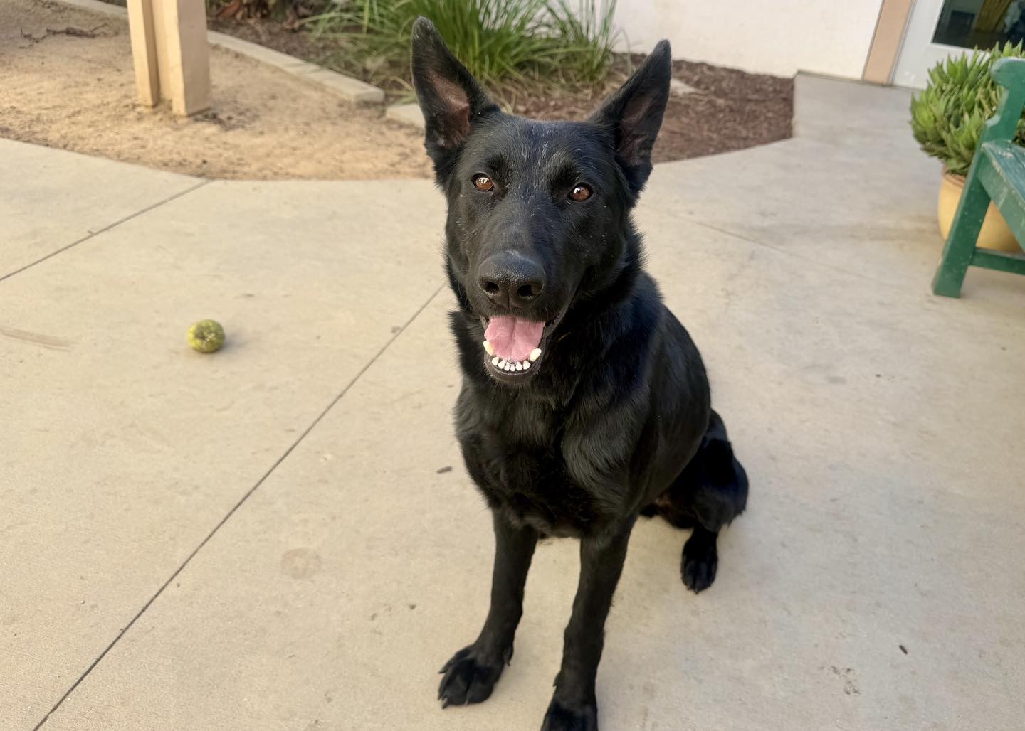 Shadow the German Shepherd: Calm, Gentle, and Ready to Step Out of the ...