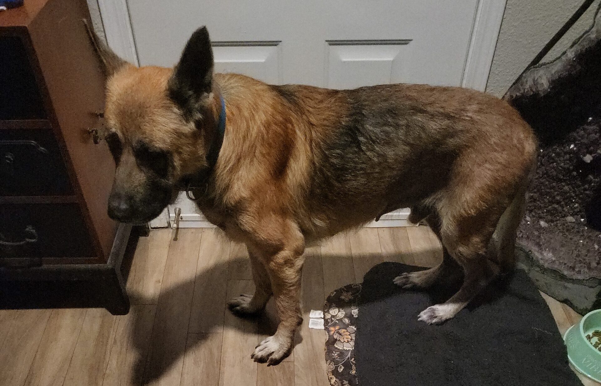 Prince the German Shepherd Needs a Forever Home That Matches His Energy ...