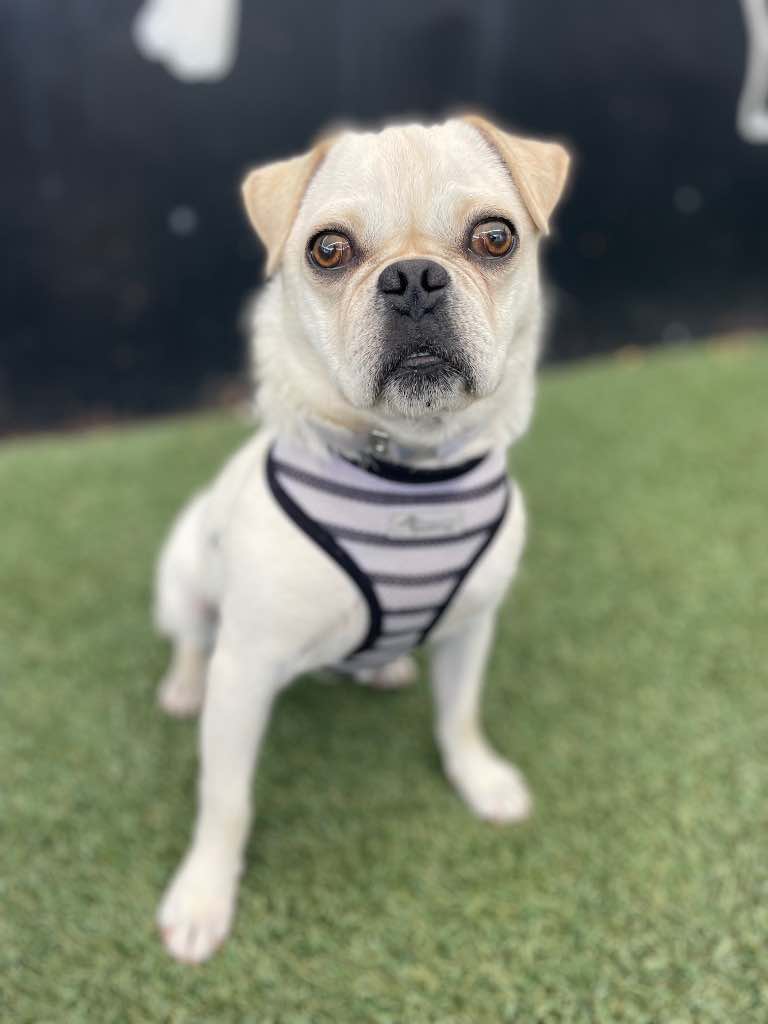 Bug the Pug Mix: From Rescue Survivor to Lovable Goofball—Looking for ...