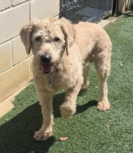 Ralphie the Lovable Lab/Poodle Mix Is Ready for His Forever Home 🐾 ...