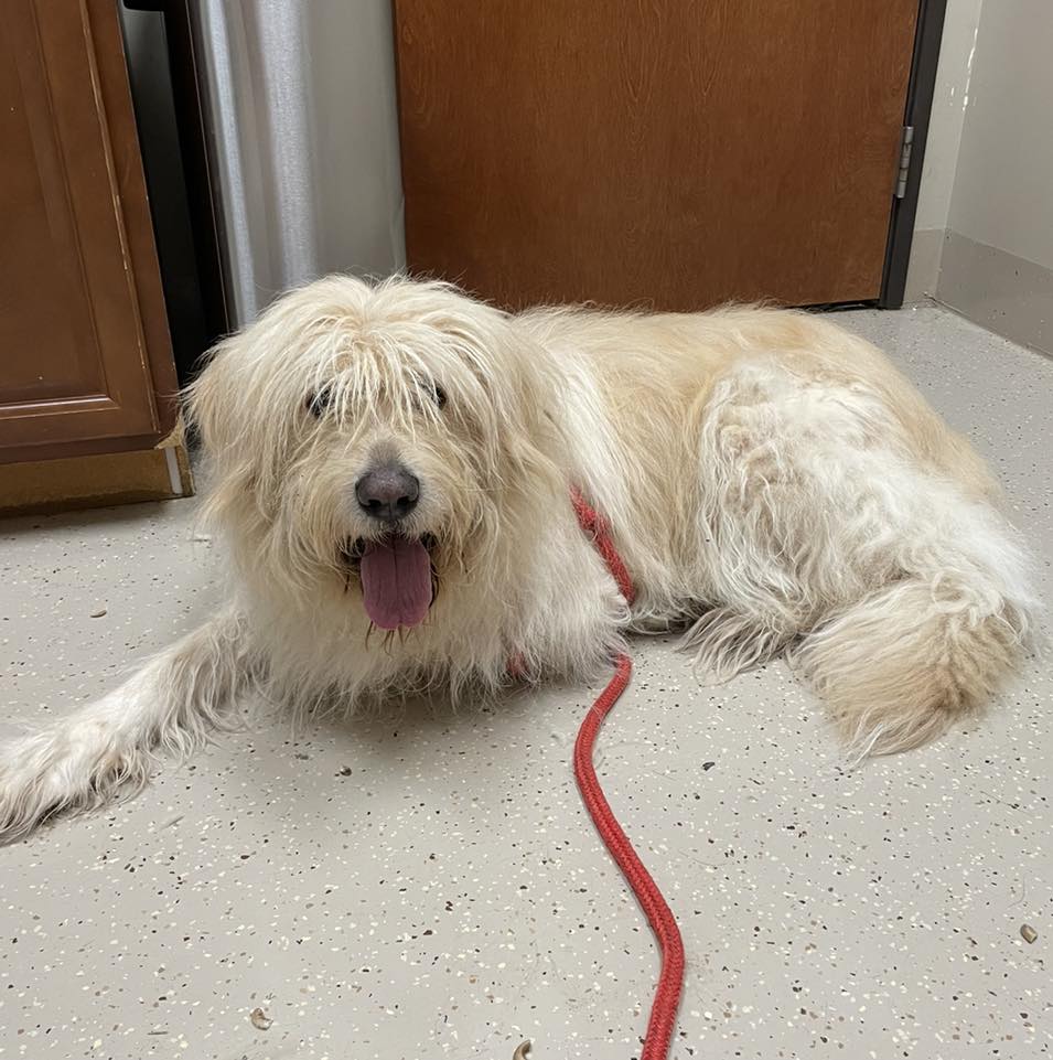 From Unsocialized and Overlooked to Hopeful and Healing—Meet Zeeko the ...