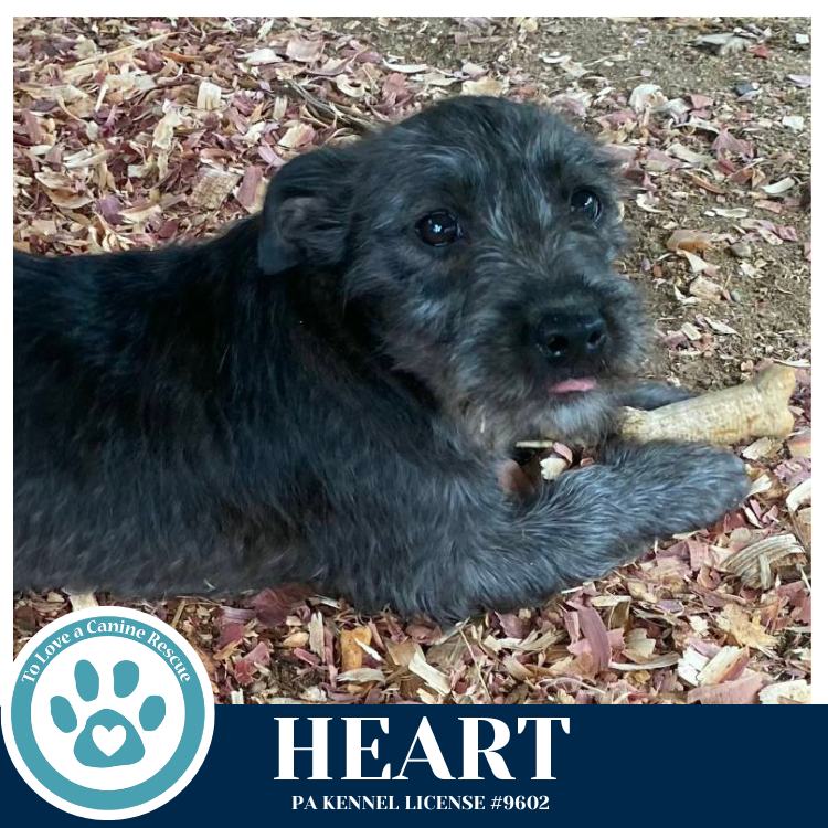 Meet Heart: The Adorable Terrier/Dachshund Mix Ready to Steal Your ...