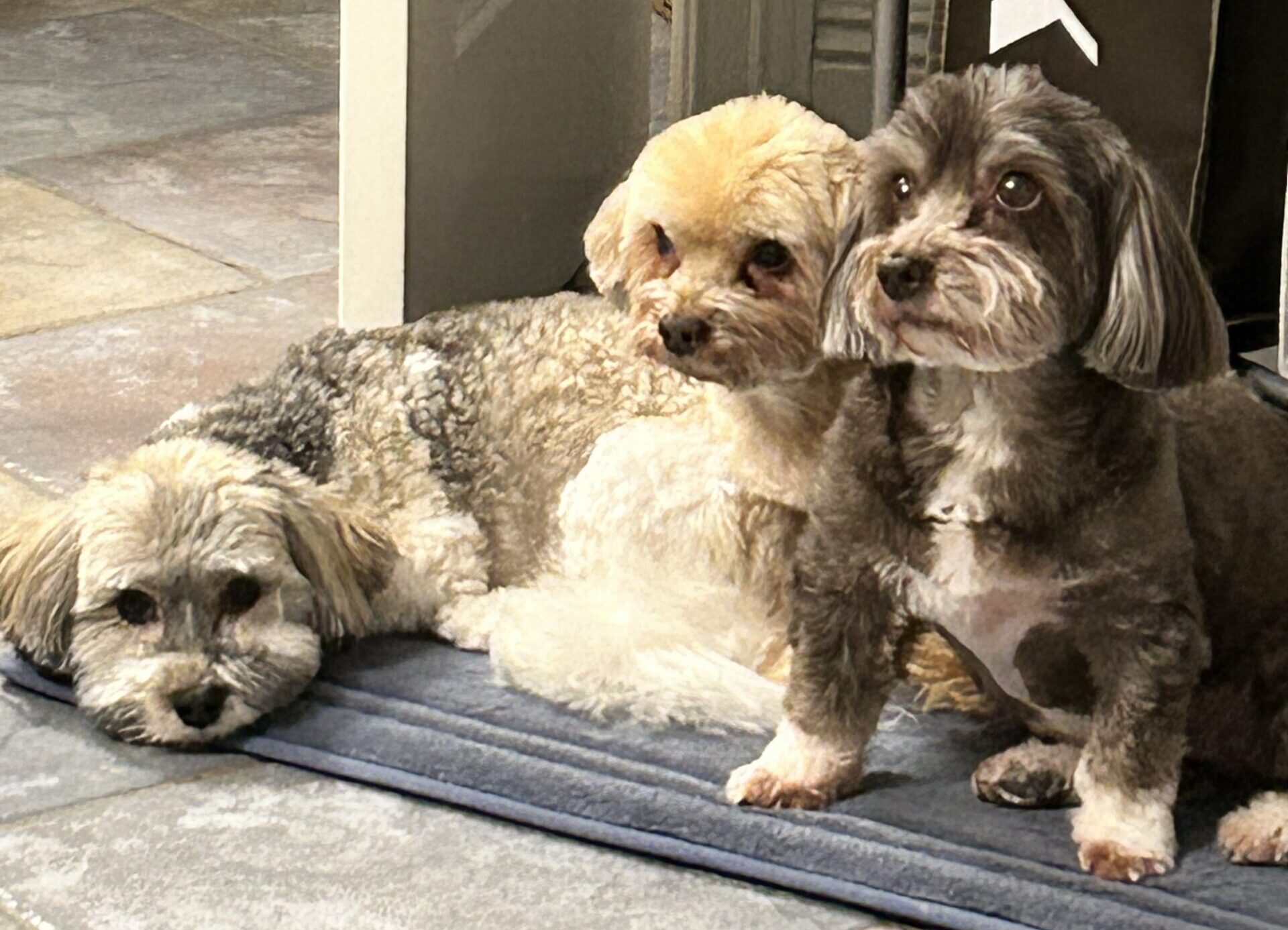 Coffee, Latte, and Vanilla Bean Rescued from Mississippi—These Three ...