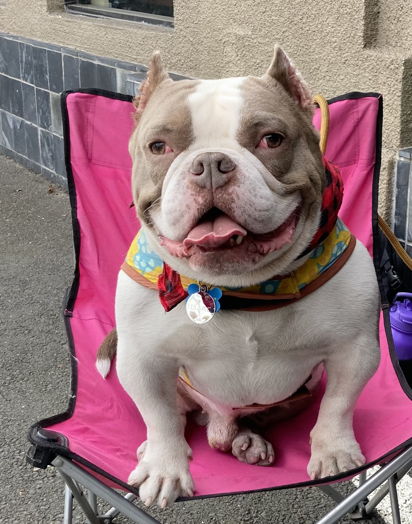 Meet the Bulldog, Isaac: The Class Clown Pup Who Lives to Make You ...
