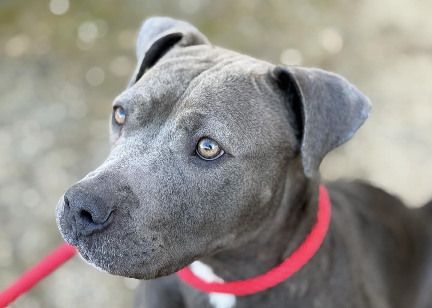 Chai the Pit Bull Is a Gentle Heart Ready to Steal Yours - Rocky Kanaka