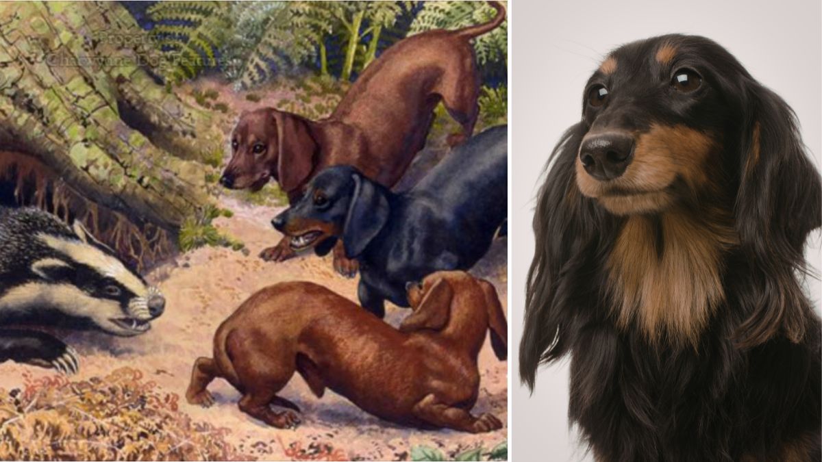 The Dog Breed Created to Hunt Badgers Underground - Rocky Kanaka