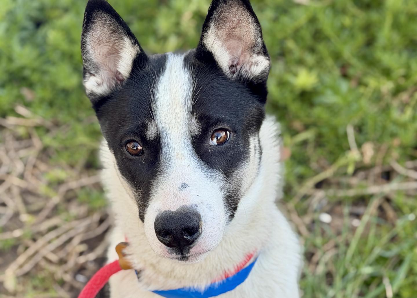 Saturn the Husky Mix Is an 11-Month-Old Star-Studded Pup Ready to Shine ...