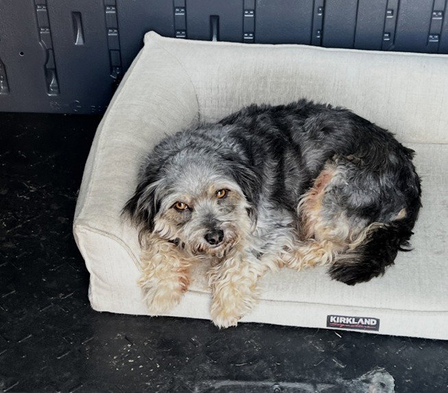 Meet Casper: The Loyal Little Companion Who Just Wants One Person to ...