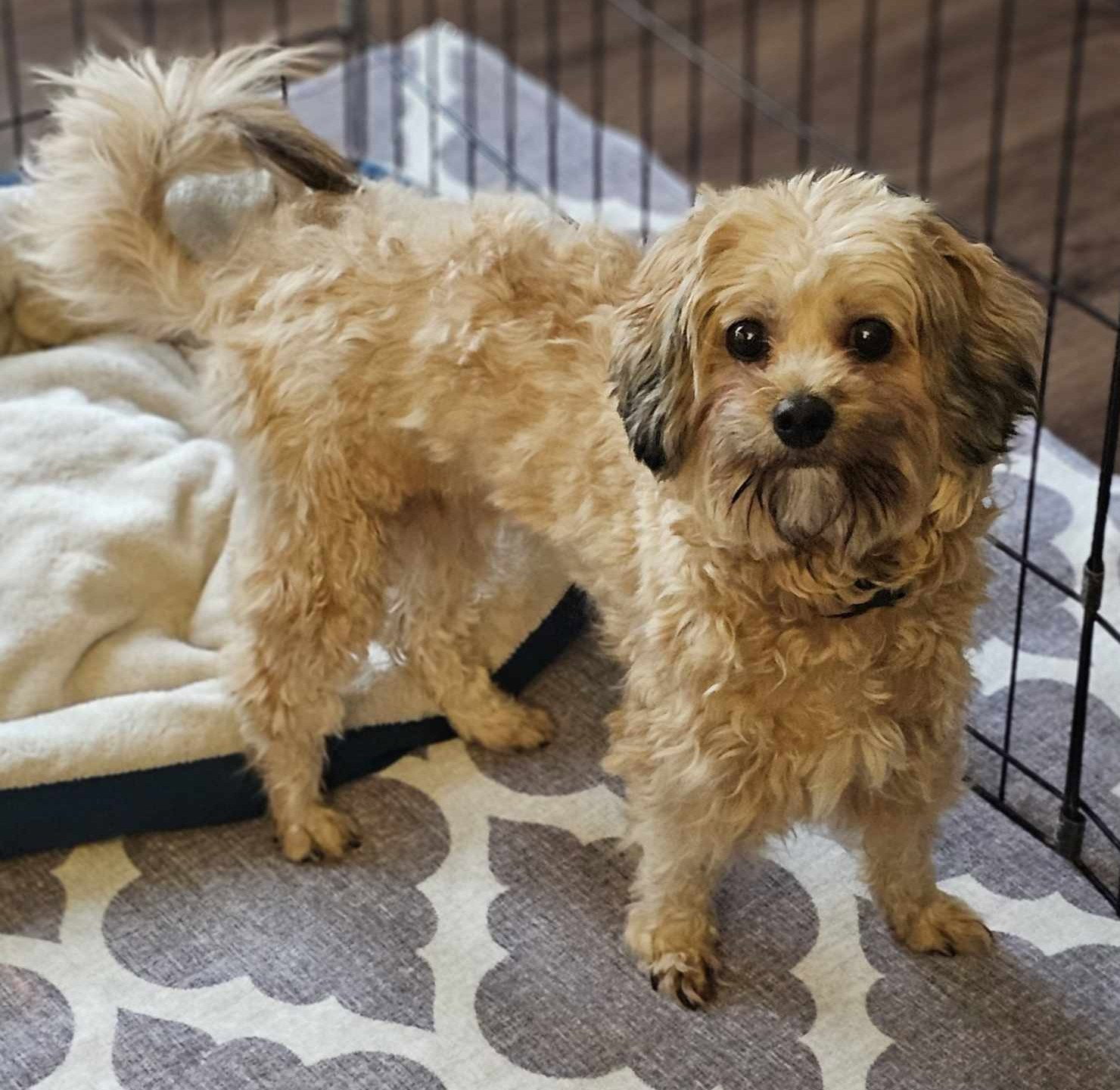 She Just Needs a Few Days—Then Zoe the Shih Tzu–Poodle Mix Becomes ...