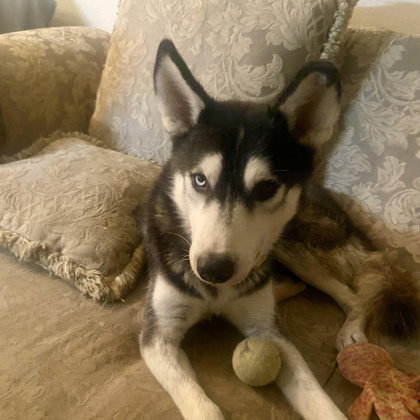 This Blue-Eyed Husky Mix Is Learning to Trust Again—Could You Be ...