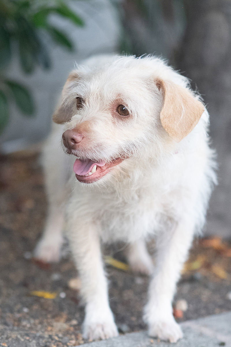 Reverie the Gentle Norfolk Terrier Mix—A Calm Soul Ready for Her ...