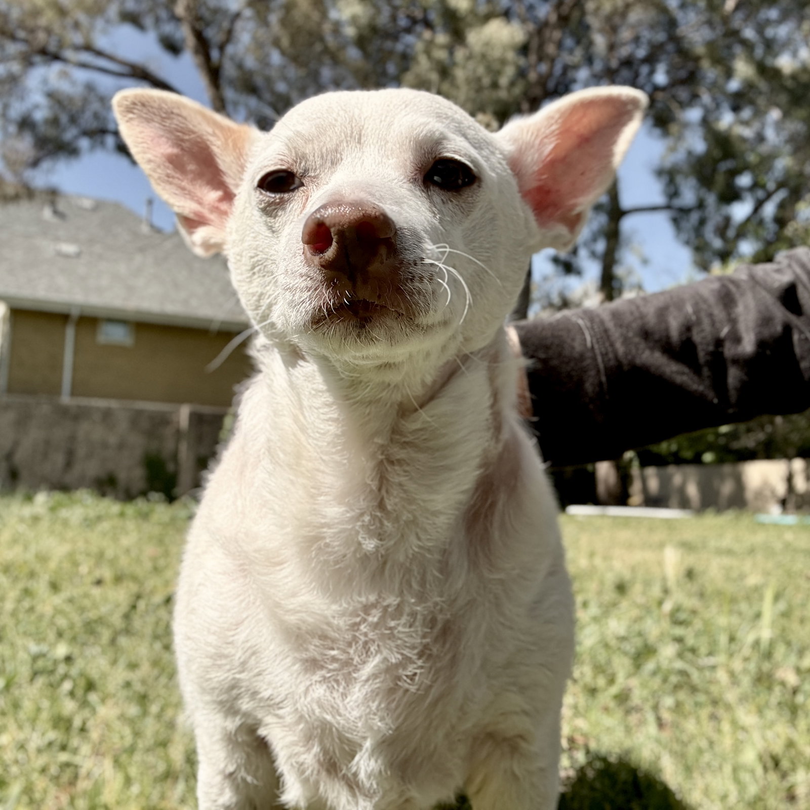 After Losing His Person, This Senior Chihuahua Mix Is Quietly Hoping ...